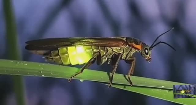 ... Почему Светлячок светится ночью....