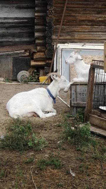 Козы в думах. Агата и Чили рефлексируют.