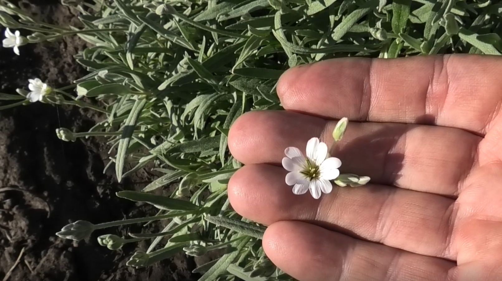 Выращивание многолетнего цветка ясколки из семян