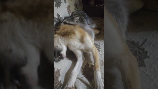 Енот Фунтик и Жужа.