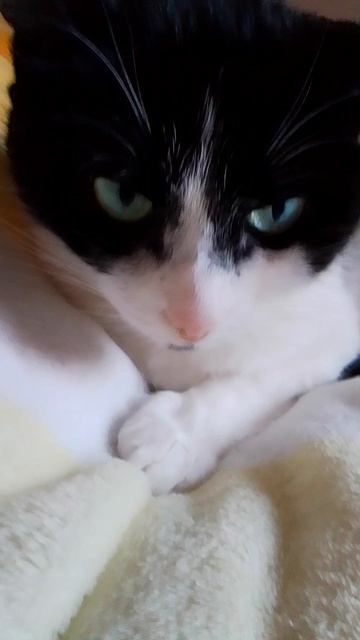 Моя кошка часть 2
