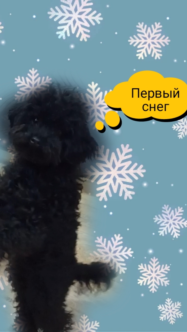 Собачка Айза и первый снег. 😄