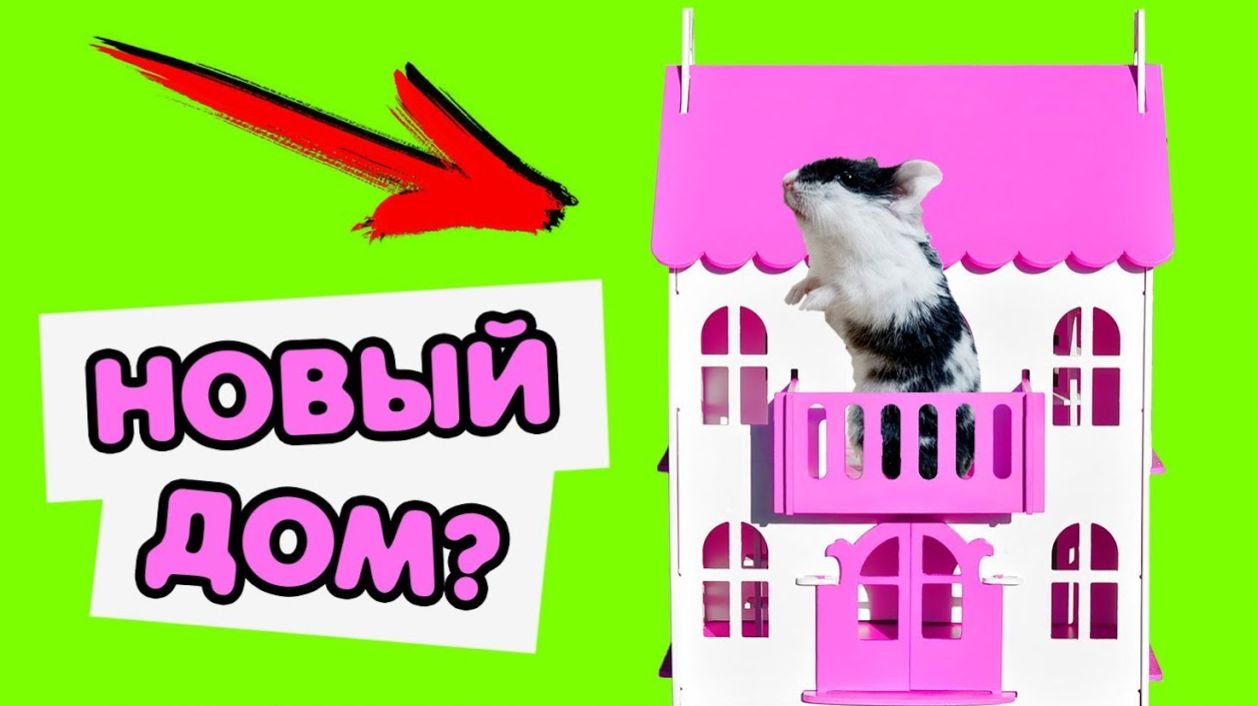 КисКис: Новый дом для хомячка! Первые шаги и реакция 🏡🐹