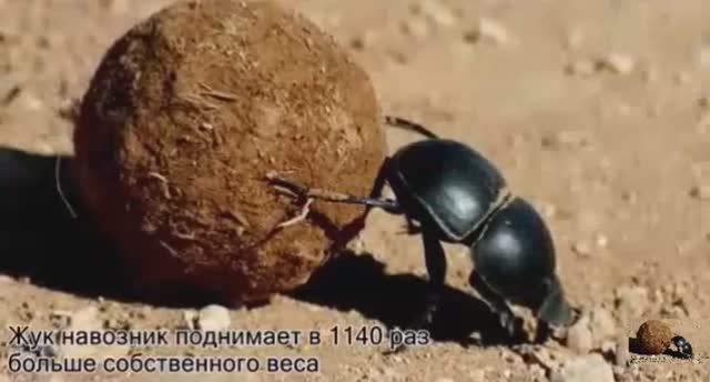 .... Кто самый сильный на Планете....