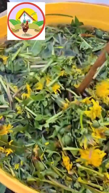 Удобрение из одуванчиков.