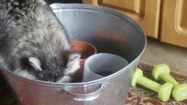 Главное, уметь направить разрушительную силу в нужное русло. Енот Фунтик моет горшки))