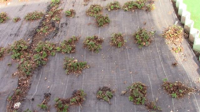 31.03.2026 г. Волгоград. Клубника. Обработка и подкормка после зимы