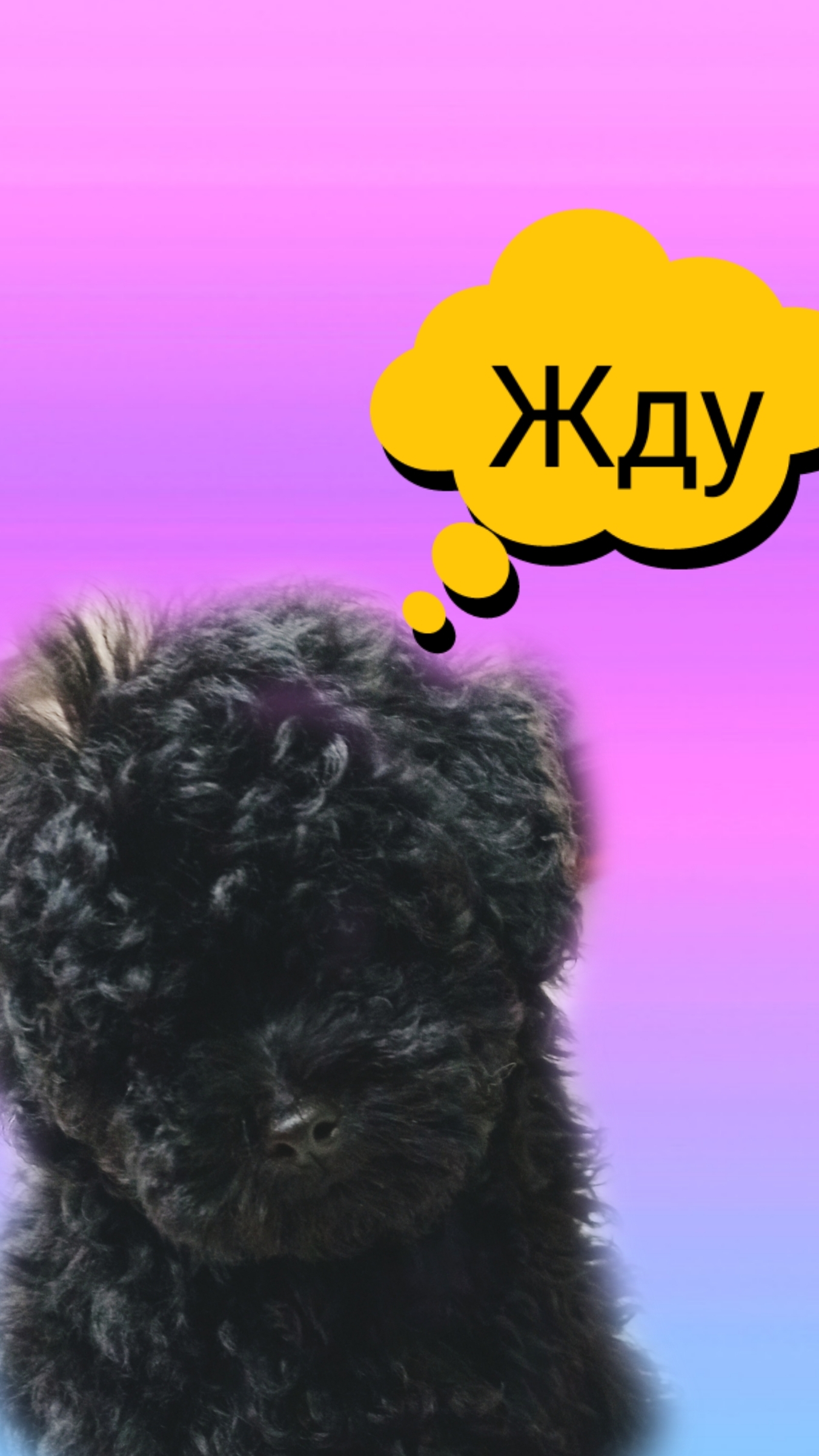 Собачка Айза в ожидании...