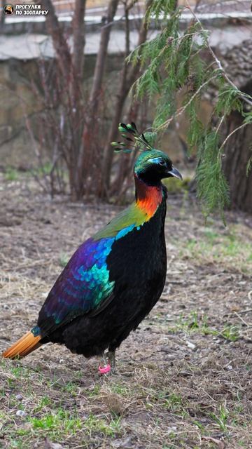 Гималайский монал. Ленинградский зоопарк