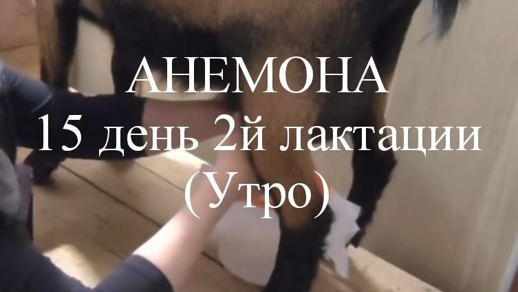АНЕМОНА кн50 15 день 2й лактации (утро).mp4
