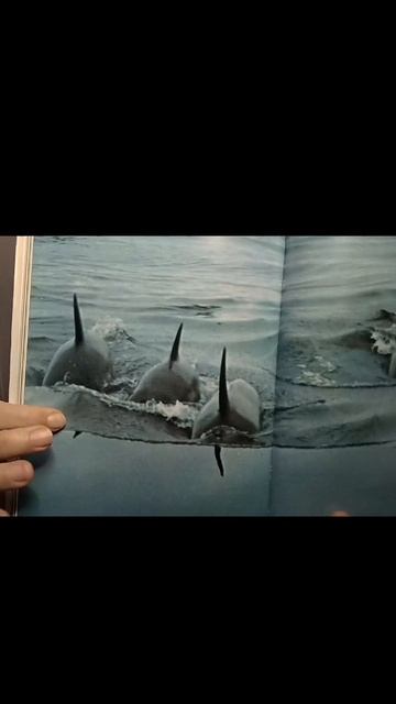 АСМР 💤 ЧТЕНИЕ 🌊🐬🐋 полное видео на БУСТИ 👇🏼📎 по ссылке в описании