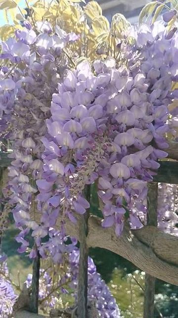 Как красива глициния!