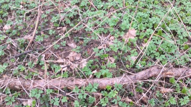 В лес за витаминами. Начало апреля 2026