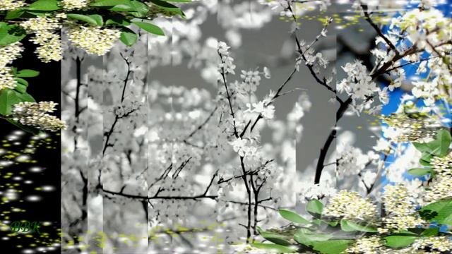 Александр Айвазов - Черешня белая (Авт.ролика Виктор)