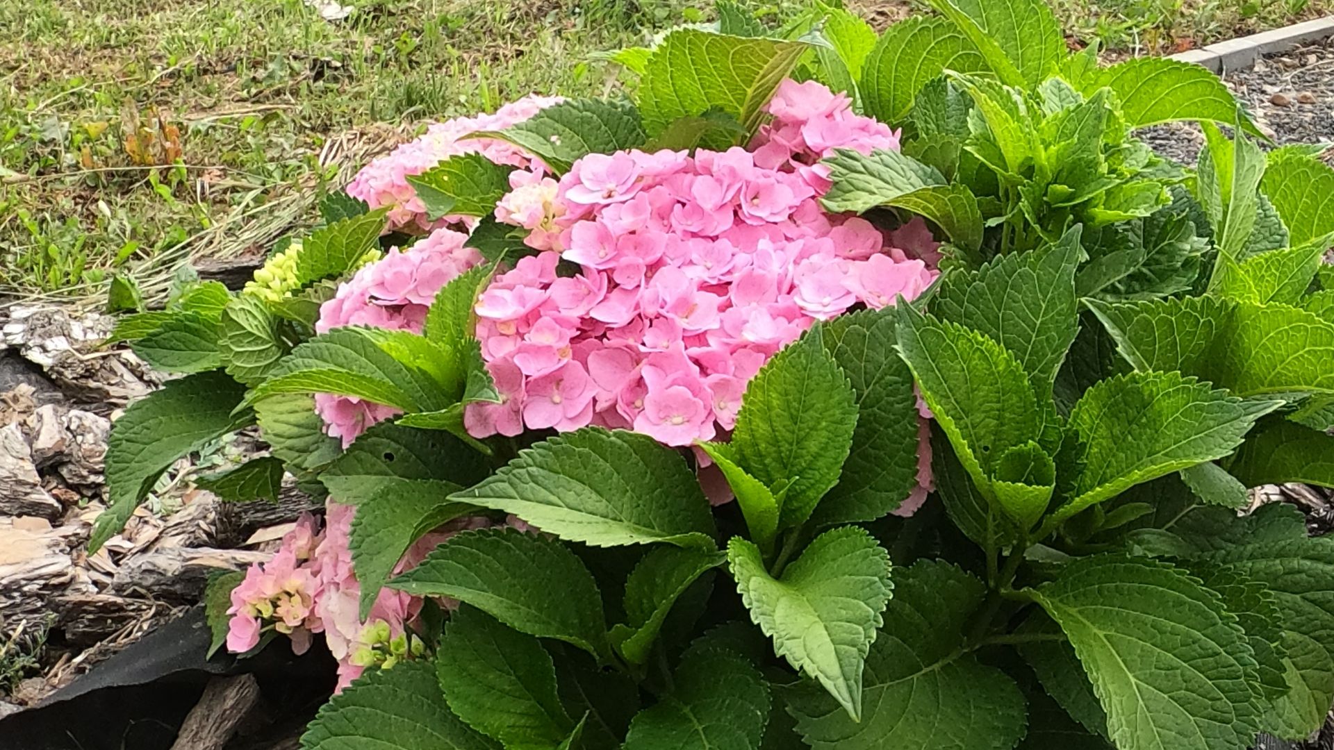 Проверяю, как крупнолистные гортензии пережили зиму в открытом грунте.