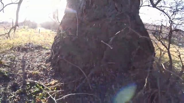 Гигантское дерево недалеко от дома в деревне!
