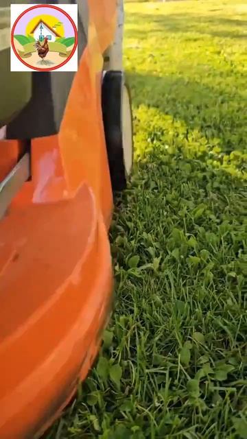 Мульча из газонной травы