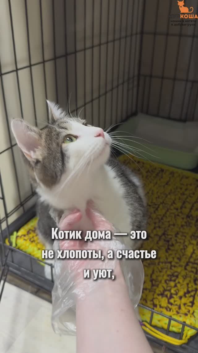 Ибрагим ждёт вас в приюте #Муркоша