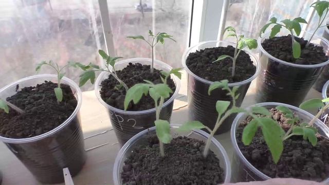 Рассада девятого апреля