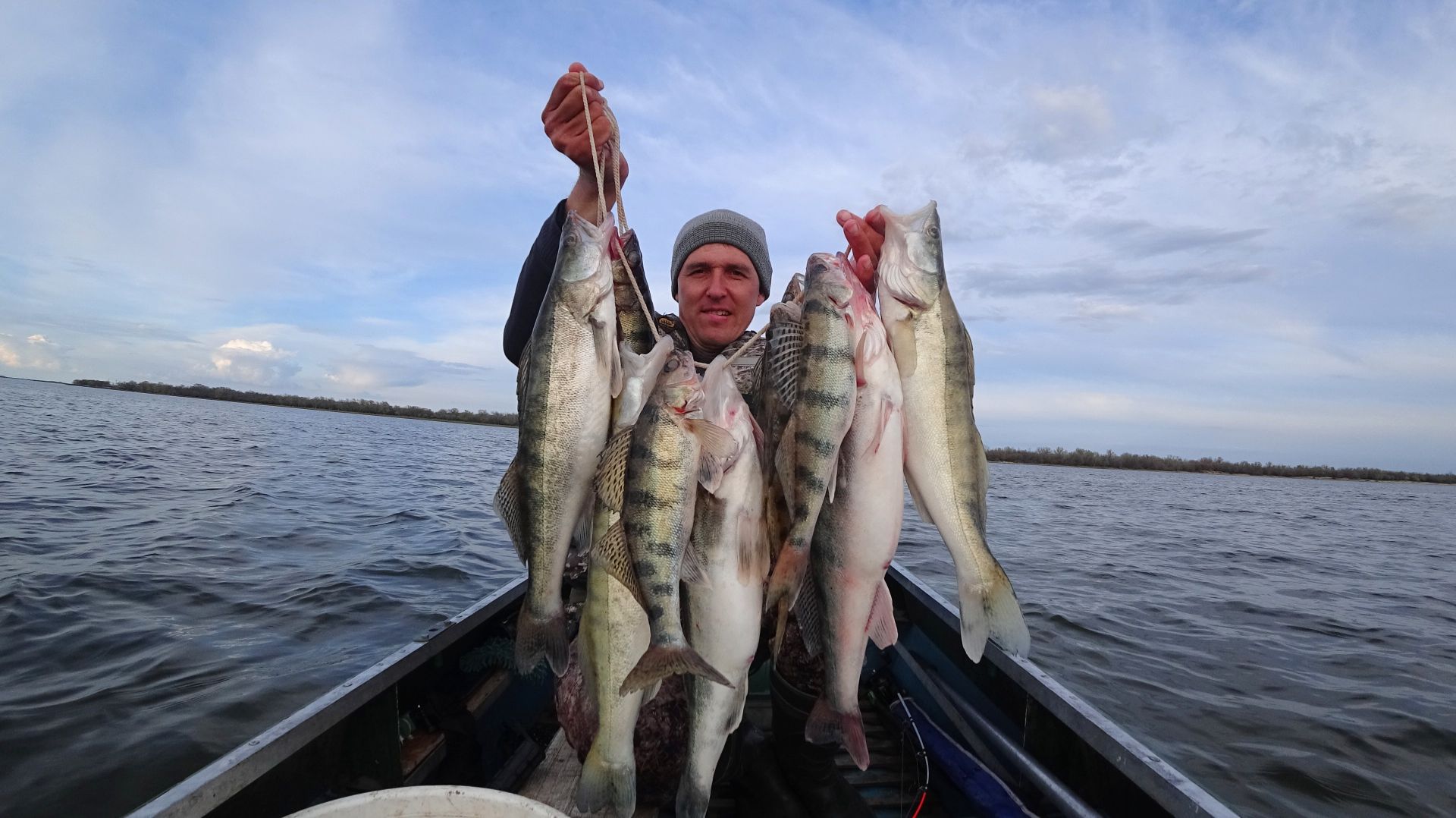 СУДАК ДУРЕЕТ ОТ УКЛЕЙКИ В ПАСТИ. Рыбалка на ВОЛГЕ. Ловля судака на простую снасть. Рыбалка на джиг.