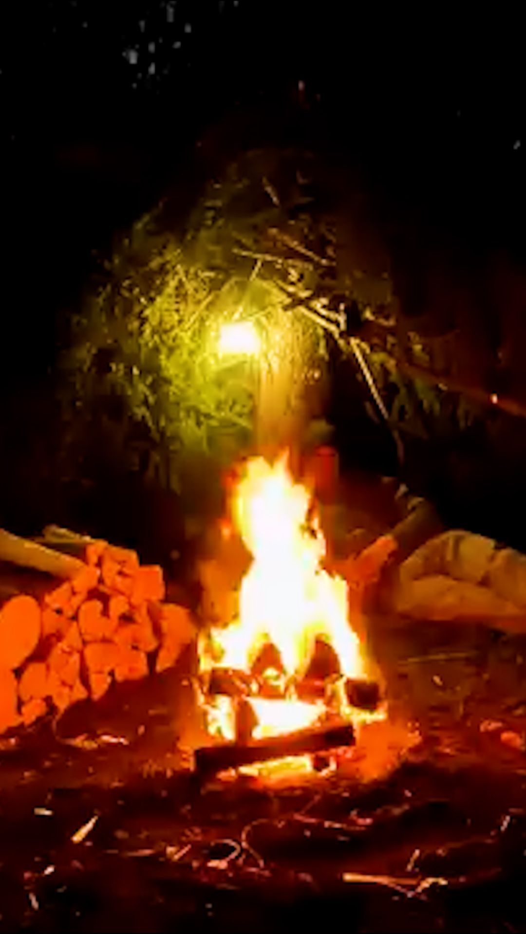 Удивительная жизнь в Лесу