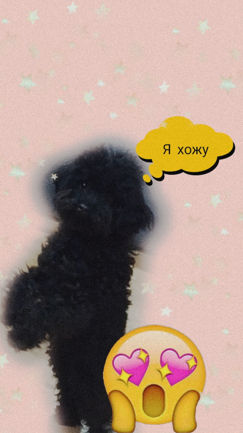 Собачка Айза любит ходить как человек.🐩😱