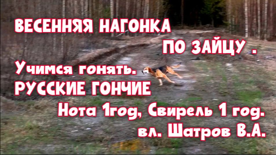 ВЕСЕННЯЯ НАГОНКА ПО ЗАЙЦУ . Учимся гонять . РГ Нота 1г., Свирель 1 г. вл. Шатров В.А.#hunting