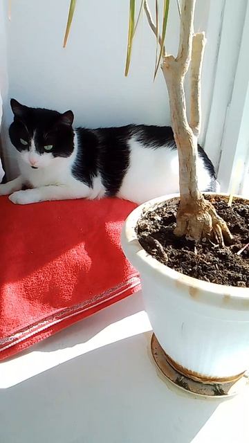 Моя кошка