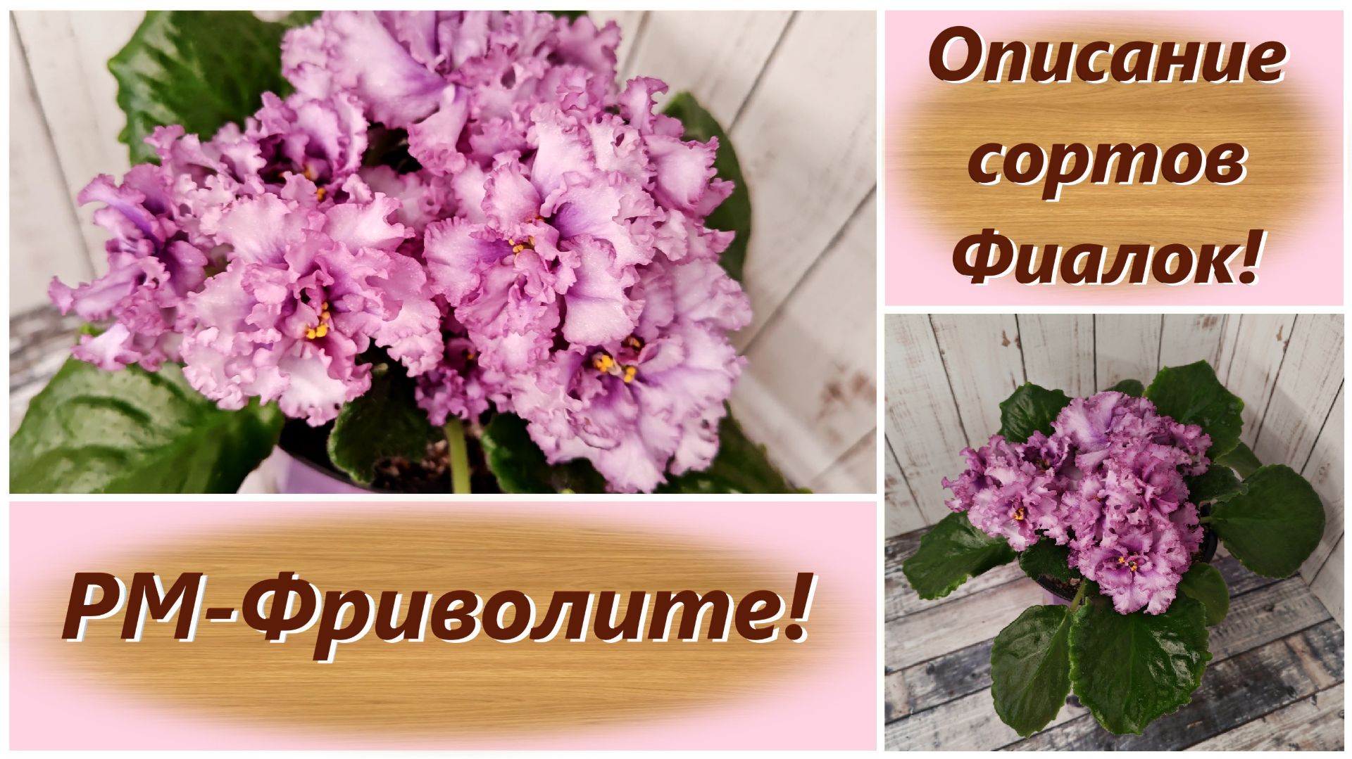 Описание сортов Фиалок! РМ-Фриволите!