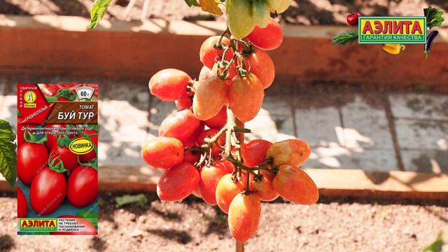 Томат БУЙ ТУР в ОТКРЫТОМ ГРУНТЕ