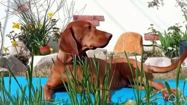 Венгерская Выжла #vizsla
