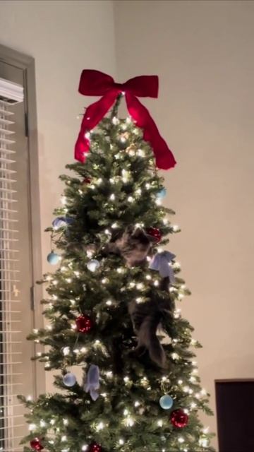 Смешные коты #117-8