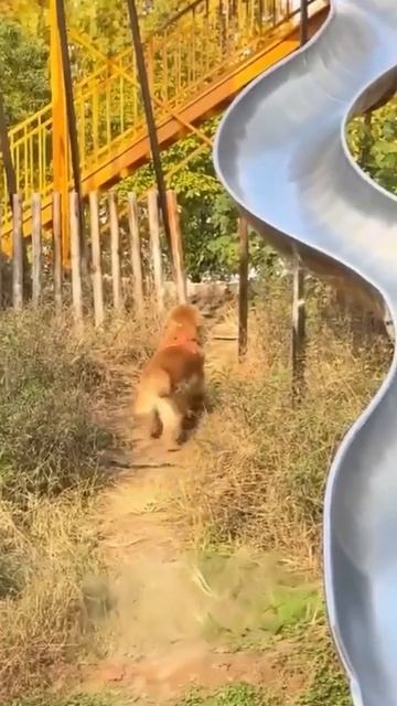 В эти неспокойные времена обязательно нужно посмотреть как безмятежно и счастливо собакен катается