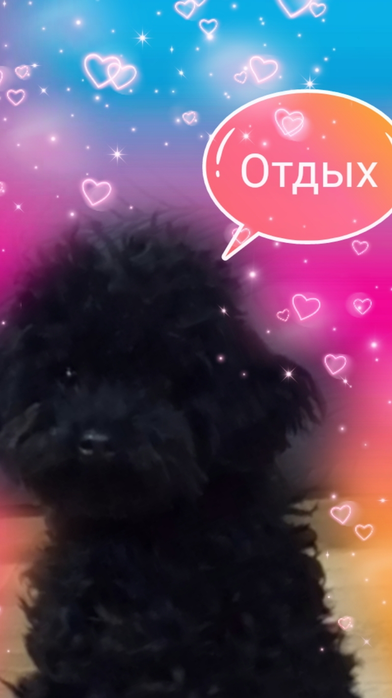 Собачка Айза отдыхает. 😄