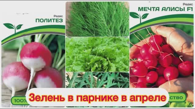 Зелень в парнике в апреле 2026