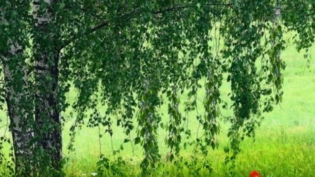 А берёзка кудри завивала. (стих в прозе).