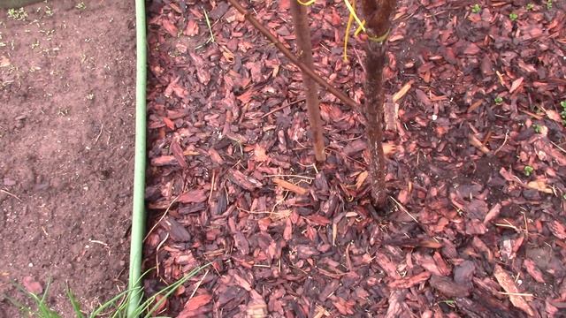 08.04.26 г. Волгоград. Обзор дачи. Удобрения для всего участка