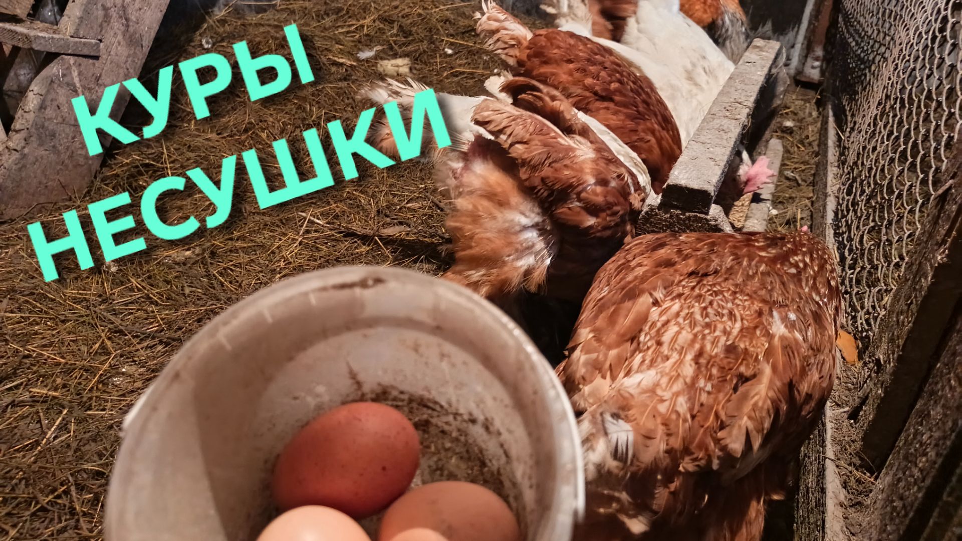 Жизнь в деревне Куры-несушки Сбор яиц