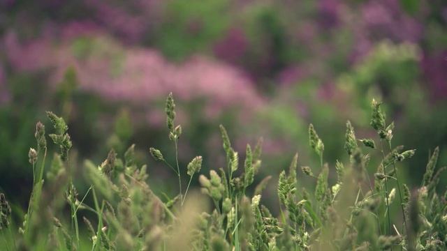 Звучи Ливановский вальс