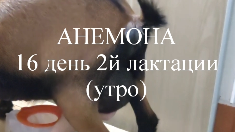 АНЕМОНА кн50 16 день 2й лактации (утро).mp4