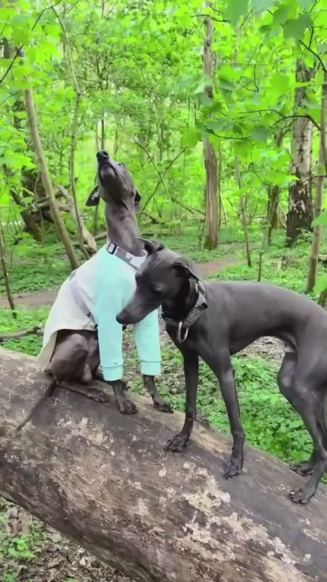 ЛЮБИТЕЛЬ ЗНАКОМИТЬСЯ.