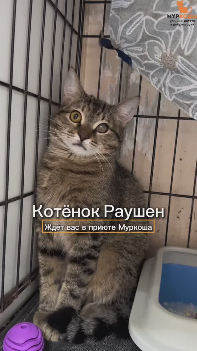Раушен ждёт вас в приюте #Муркоша