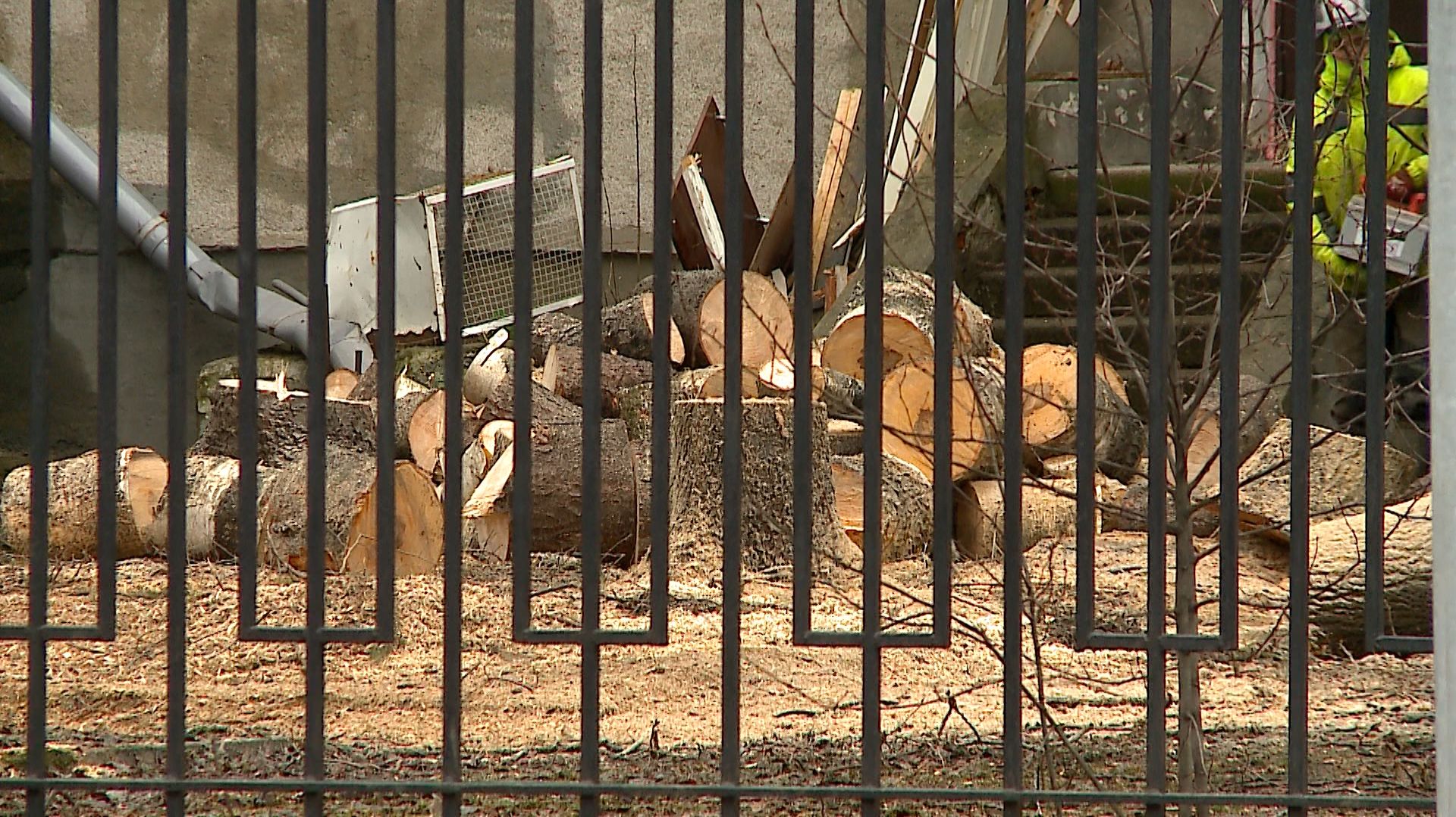 (Рыбинск-40) ПОЧЕМУ СПИЛИВАЮТ ДЕРЕВЬЯ?