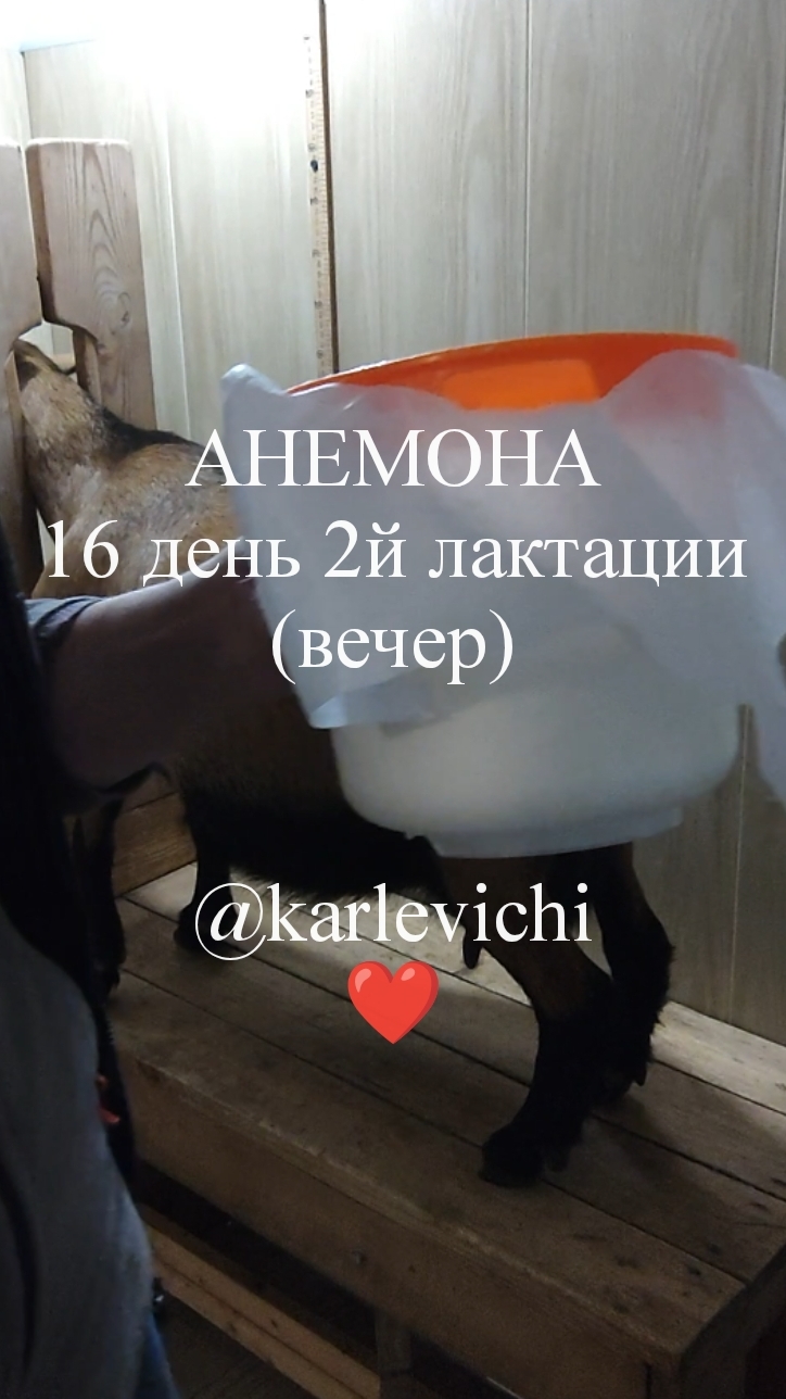 АНЕМОНА 16 день 2й лактации (вечер).mp4