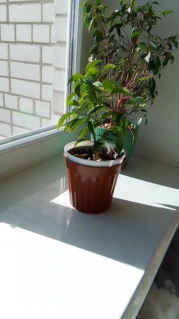 Мои цветы