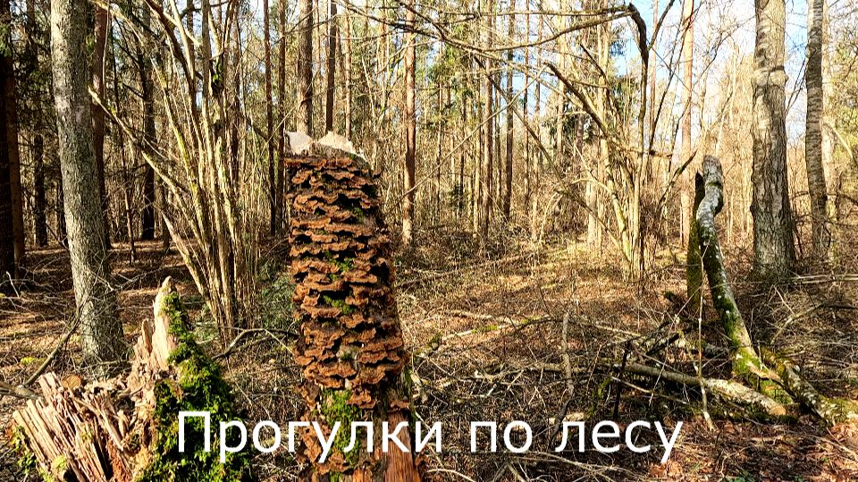 Прогулки по лесу. Прошел дождь, но холодно.