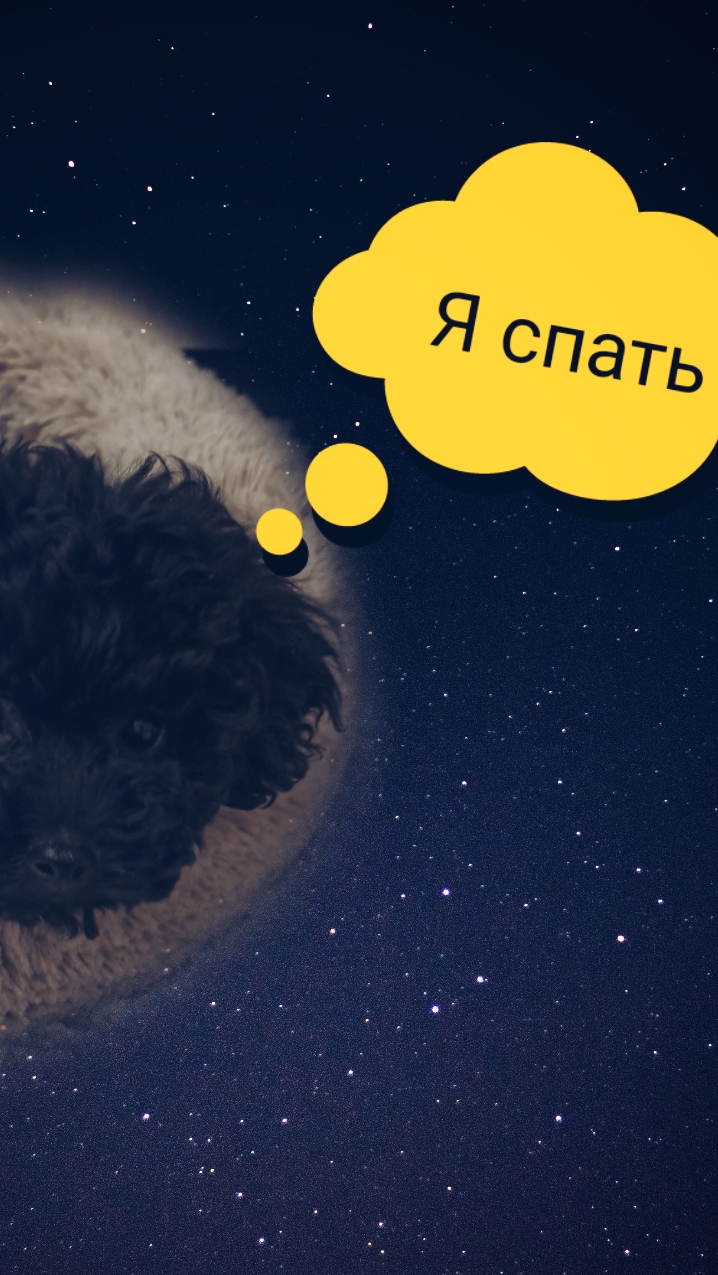 Собачка Айза спит. 🐩 Смешная собака.