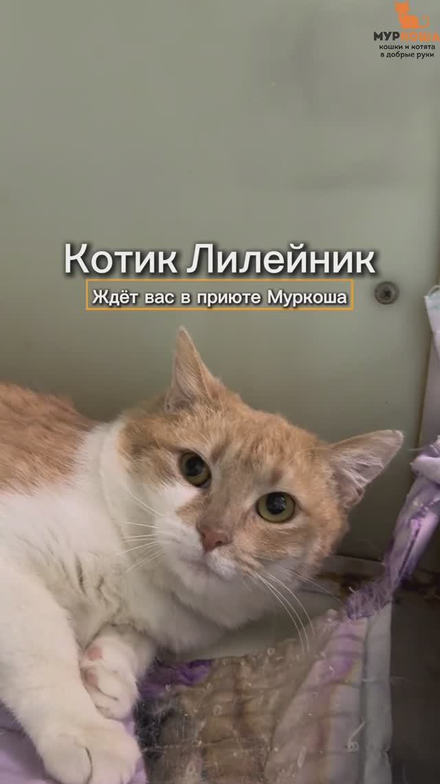 Лилейник ждёт вас в приюте #Муркоша