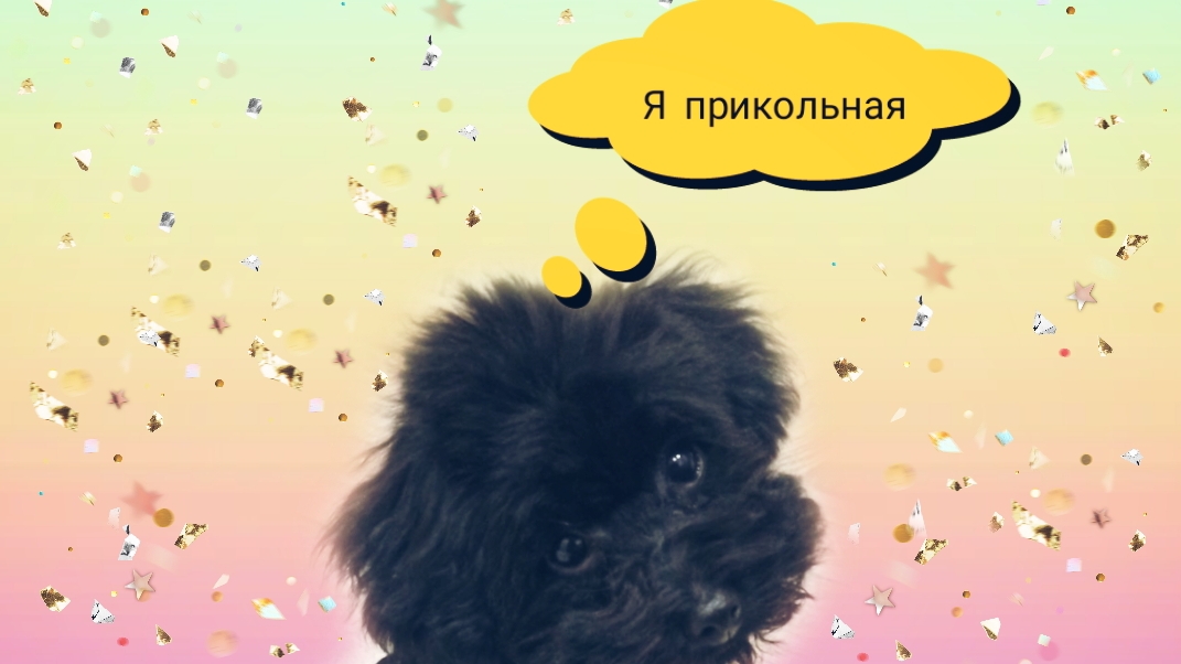 Приколы собаки Айзы. 🐩😂 Смешная собака.