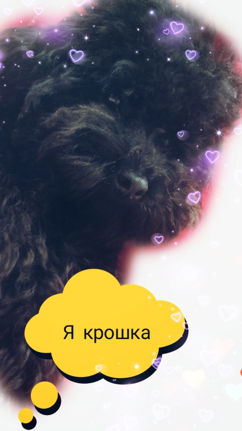 Собачка Айза, ребенок! 😄🐩 Той пудель.